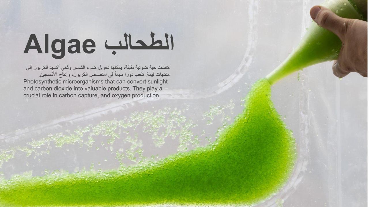 DIY Algae Reactor - مفاعل الطحالب – SCOPES-DF