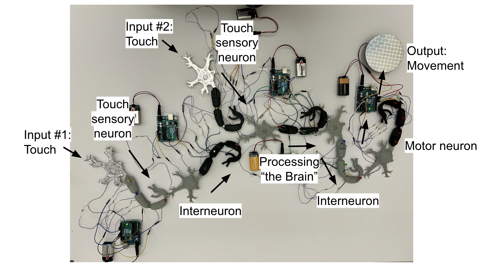 Sensory Circuit Simulation – SCOPES-DF