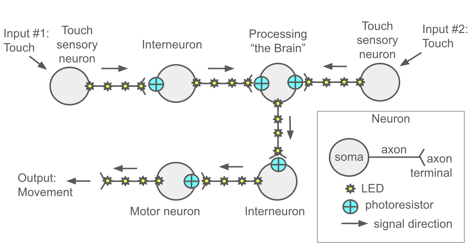 Sensory Circuit Simulation – SCOPES-DF